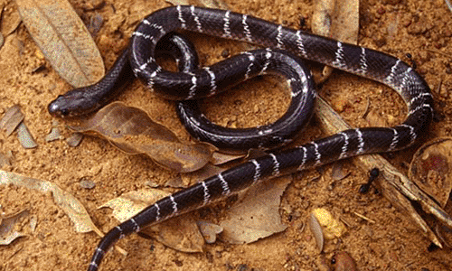 Backyard Herping: how to differentiate between common Indian Krait and common Wolf snake